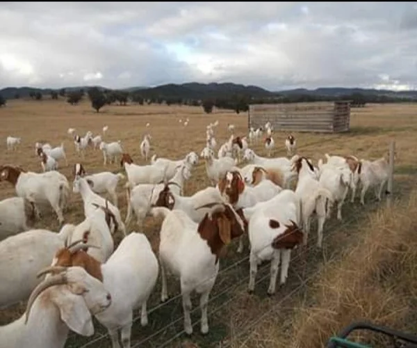 Southern Usa Farm Breed Boer Goat For Sale - Buy Great Goat Farm ...