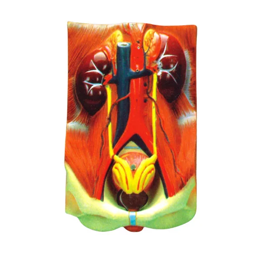 Human Urinary System Model 3 Parts Works As A Filter Removing Toxins ...