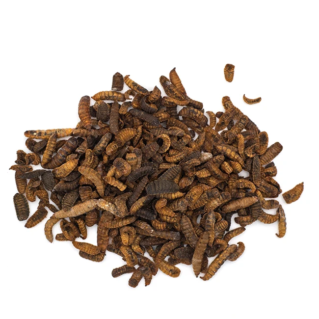 Black Soldier Fly Larvae Dried Fast Delivery Export Animal Feed High ...