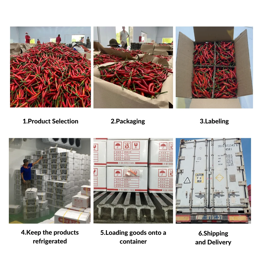 Fresh Red Chili From Top Suppliers Vietnam Best Fresh Chili Premium ...