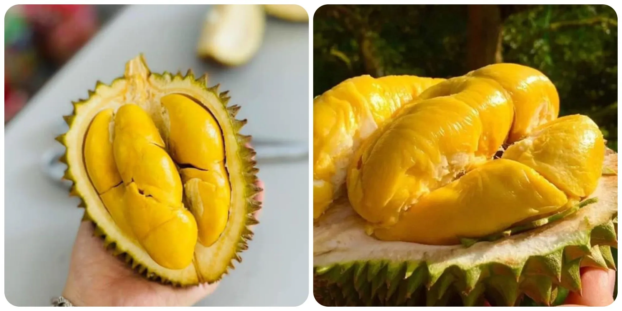 Fresh Durian Frozen Durian From Vlux Exim With Nature Ripening Process ...