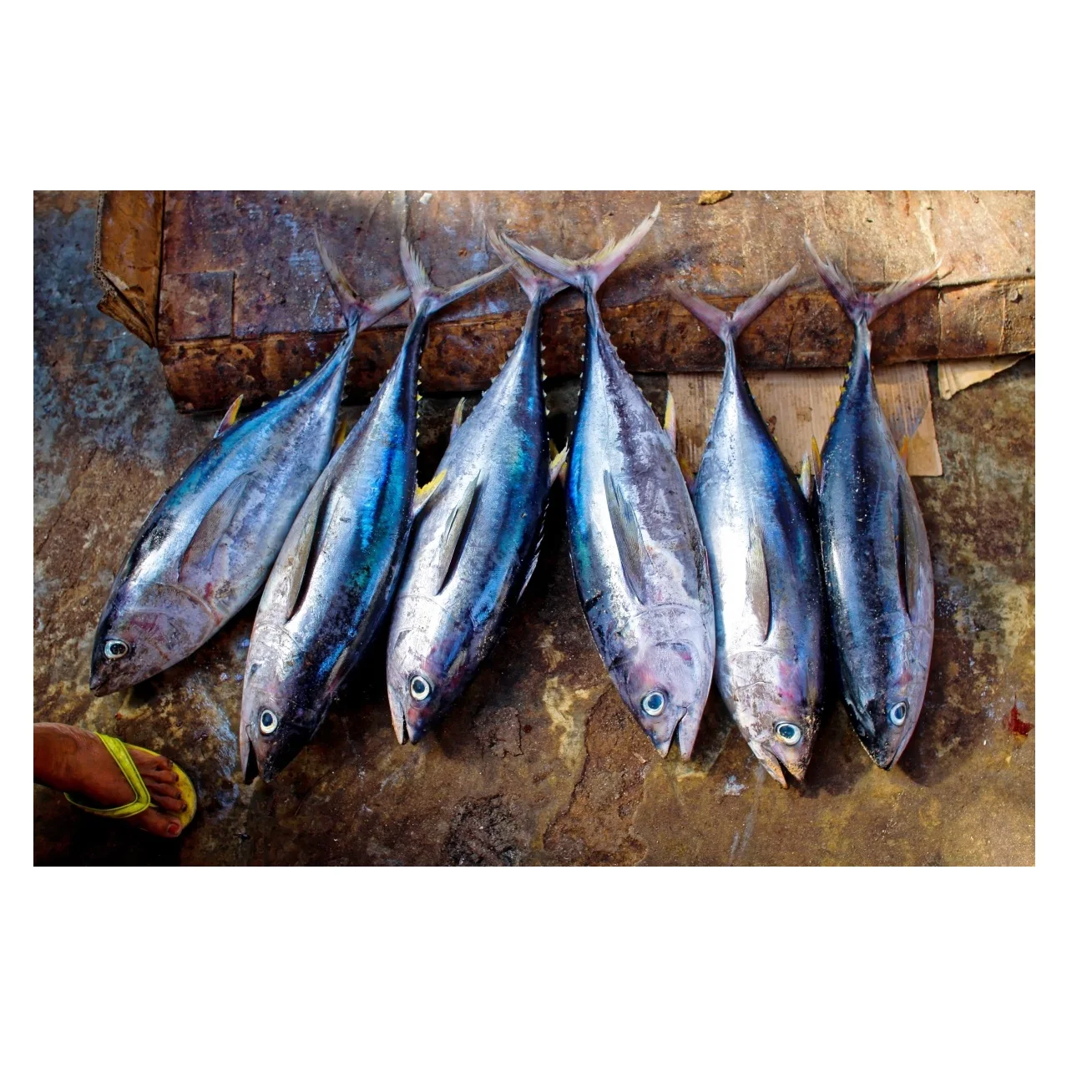 Premium Quality Fresh Frozen Yellowfin Tuna Fish Bulk Stock At ...