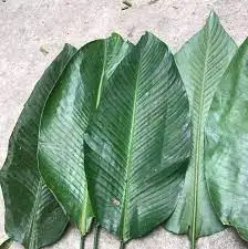 Leaves To Wrapcake (la Dong-phrynium Leaves) From Vietnam For Wrapped ...