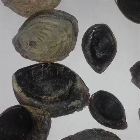 Promotional Murex Operculum Seashells / Gastropods Operculum Shells ...