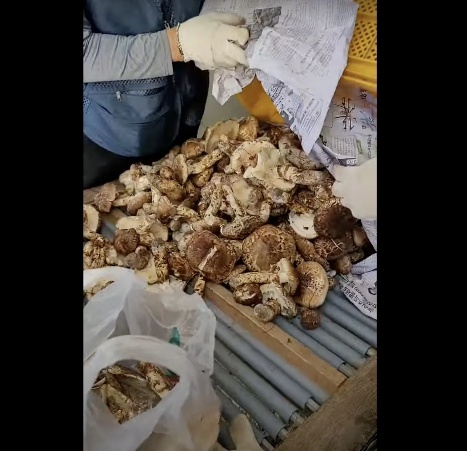 Cheap Price 2023 Dried Sarcodon Imbricatus Mushroom From Blue Lotus ...