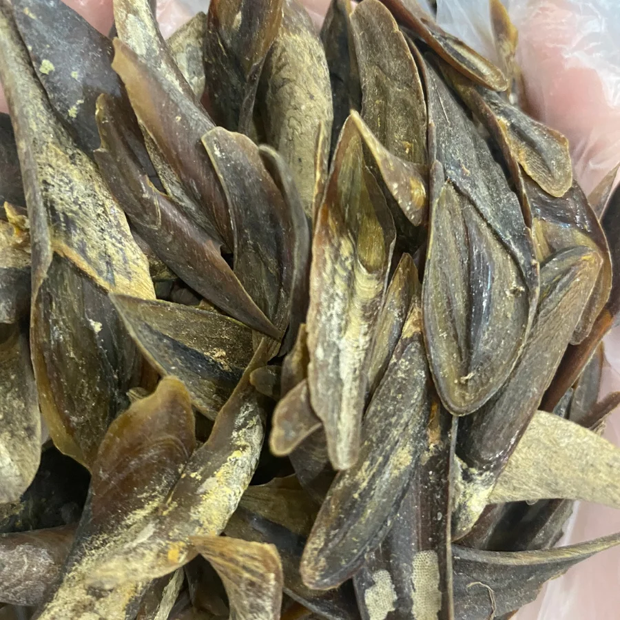 Cats Eye Seashells - Natural Ocean Operculum for Crafts