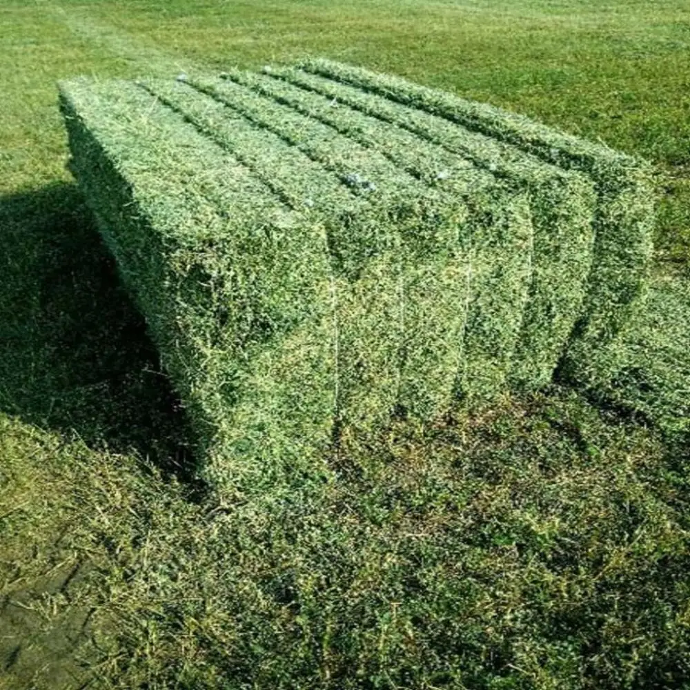 Premium Alfalfa Hay for Fish and Livestock Factory Price Bulk Wholesale ...