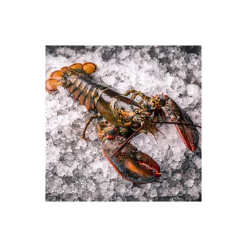 Frozen Style Packaging Lobster Lobsters / Frozen Lobster Tails For Sale ...
