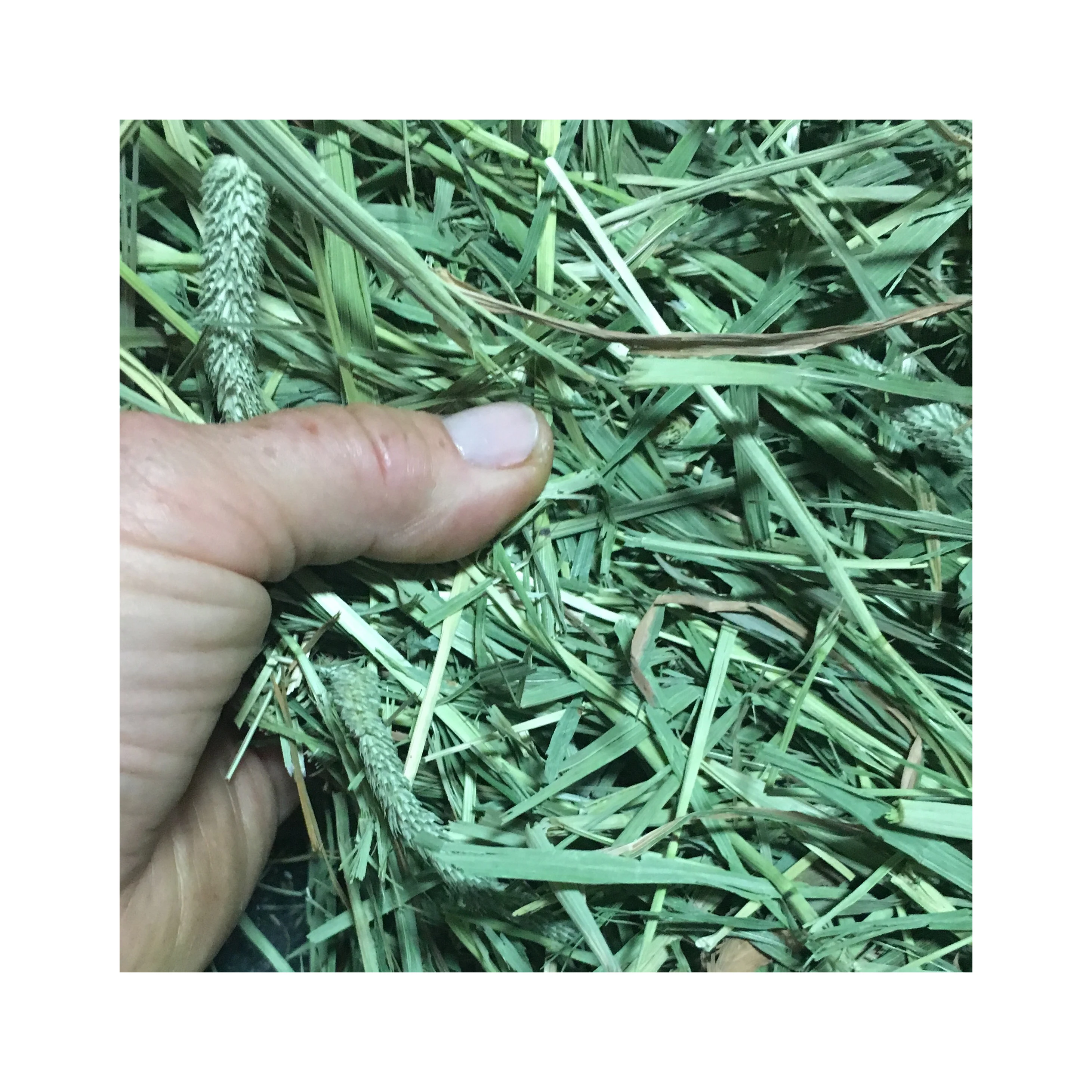 Alfalfa Hay Animal Feeding Stuff Alfalfa Hay/alfalfa Hay Pellets ...