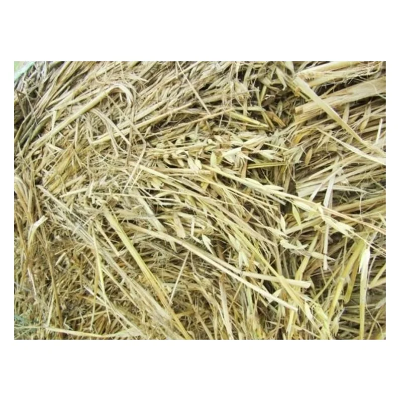 High Quality Natural Horse and Cattle Feed Oat Hay / Dried Oat Hay Available for Sale at Low ...