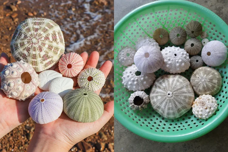 Lovely Sea Urchin Shell Sea Shell Decoration Christmas Gift From Blue ...