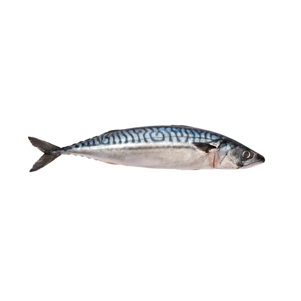 Frozen Horse Mackerel Fish Seafood Horse Mackerel Fish | Big Eye ...
