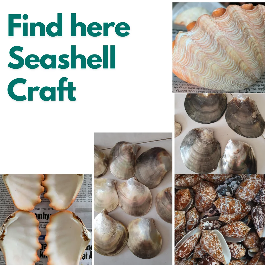 Vietnam Breastfeeding Baby Shells Seashell Limpet Handicraft for Bra ...