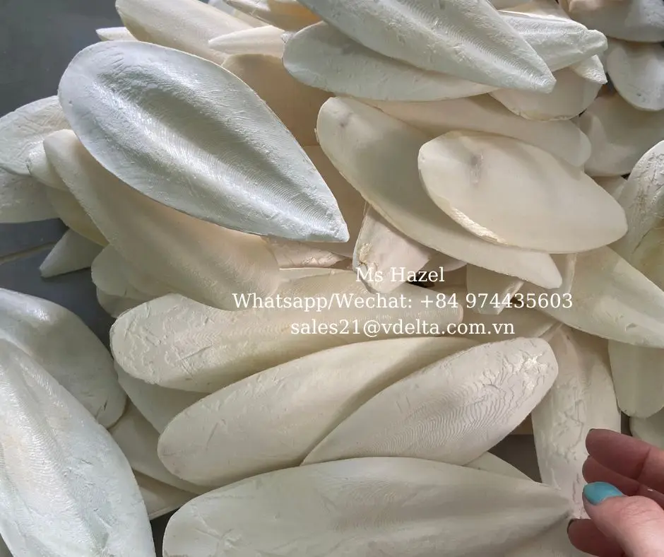 BLEACHED and UNBLEACHED RAW CUTTLEFISH BONE FROM VIETNAM/BLISTER DRIED ...