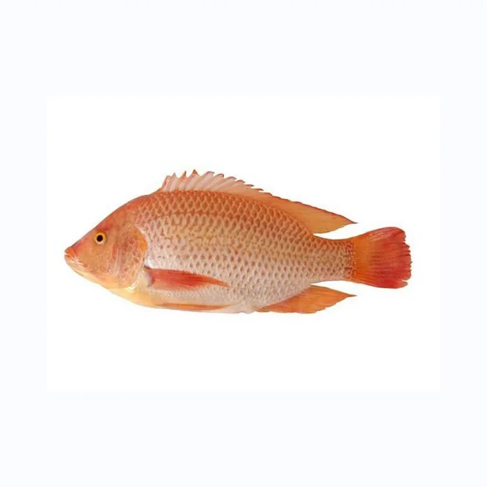 Hot High Quality Seafood Fresh Frozen Red Tilapia Fish Red Snapper ...