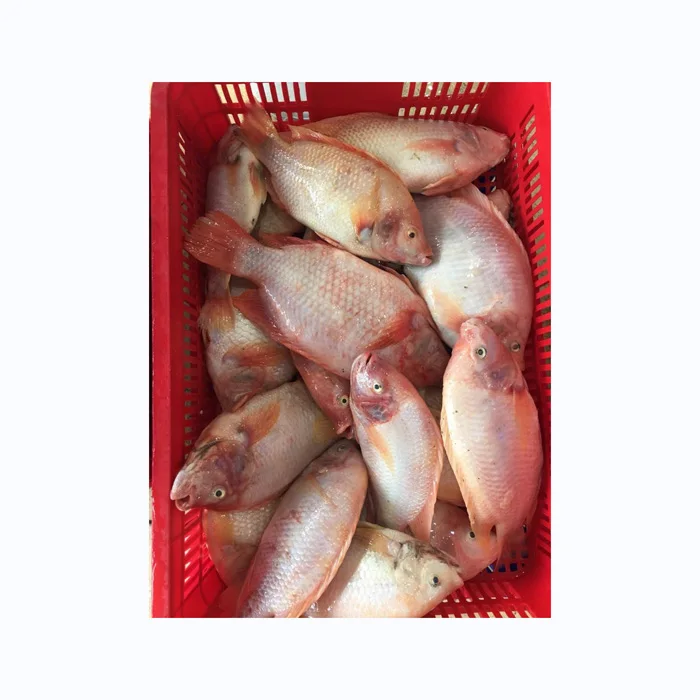 Hot High Quality Seafood Fresh Frozen Red Tilapia Fish Red Snapper ...
