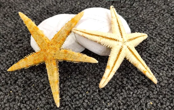 Natural Trumpet Triton Shell - Perfect for Home Decoration