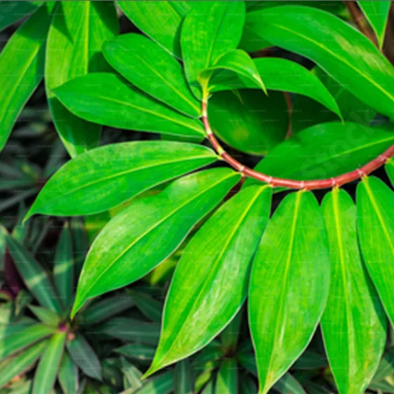 Methi Leaves - Thebu Leaves - Gastric Stomach Pain Medical Plant - Buy ...