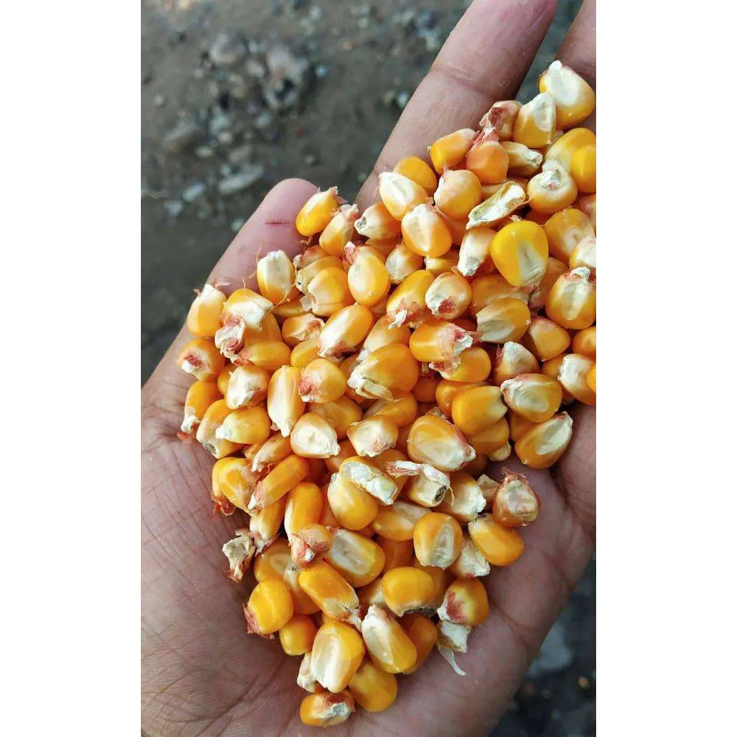 Wholesale Price Yellow Corn For Human Consumption And Animal Feed ...