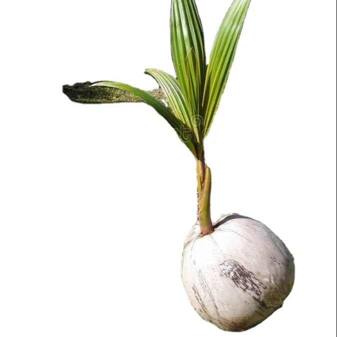 Export quality coconut heart from Vietnam Crossbred Siamese red coconut ...