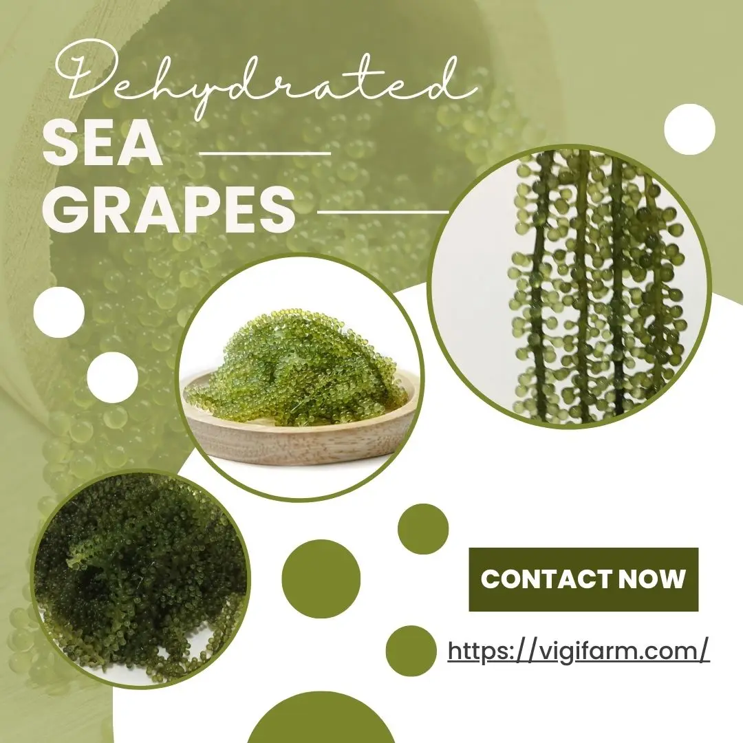 Factory Wholesale Natural Dried Sea Grapes Best Quality At The Best ...