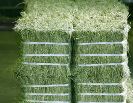 High Quality Feed Grade Alfalfa Hay Pellet Dried Animal Protein Food ...