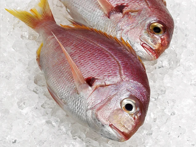 Frozen Red Seabream Fish /frozen Mackerel Fish Frozen Tilapia Fish Red ...
