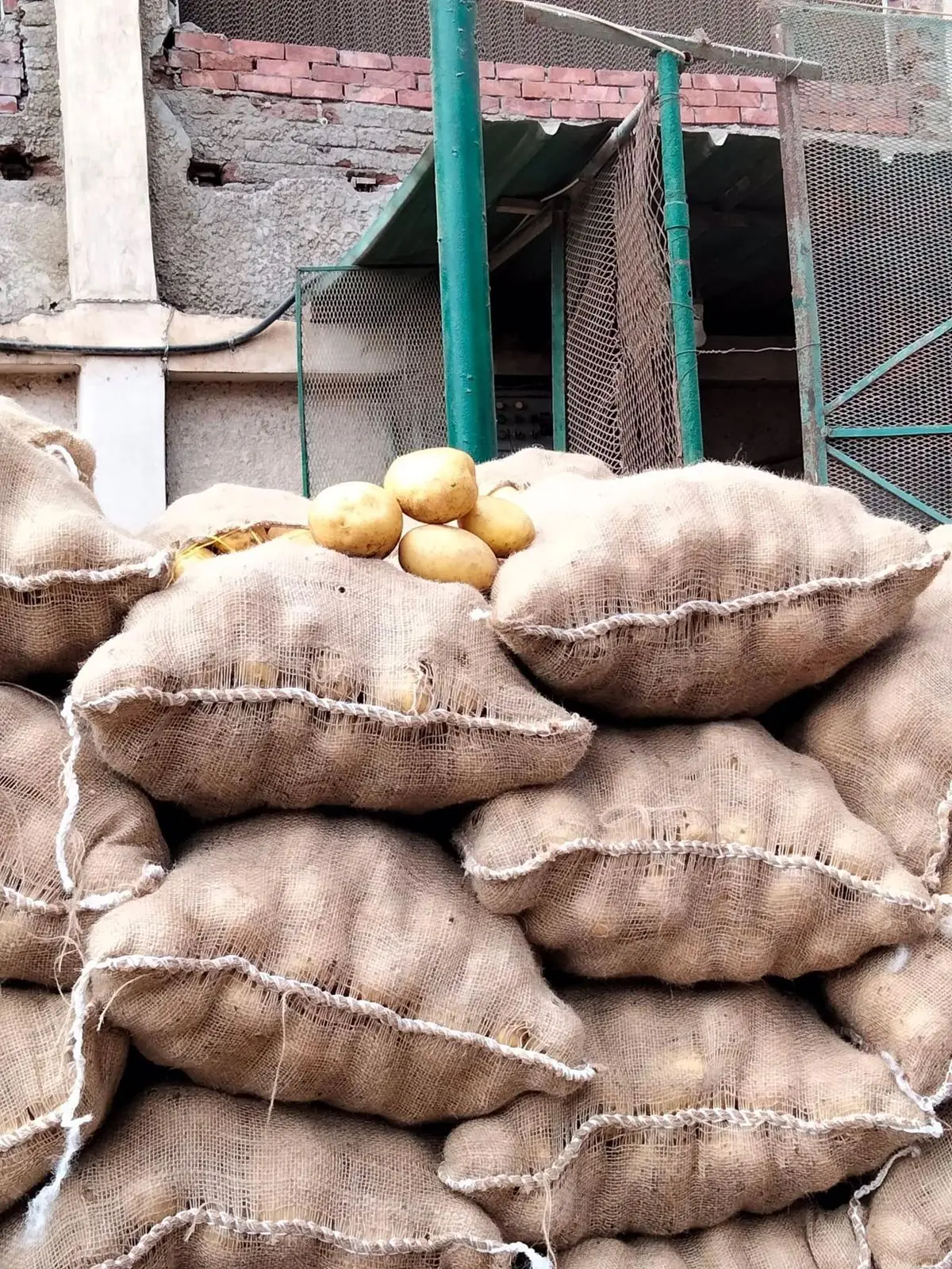 Fresh Potatoes From Egypt (spunta,Kara,Rosetta,Nicola,Diamante,Mondial ...