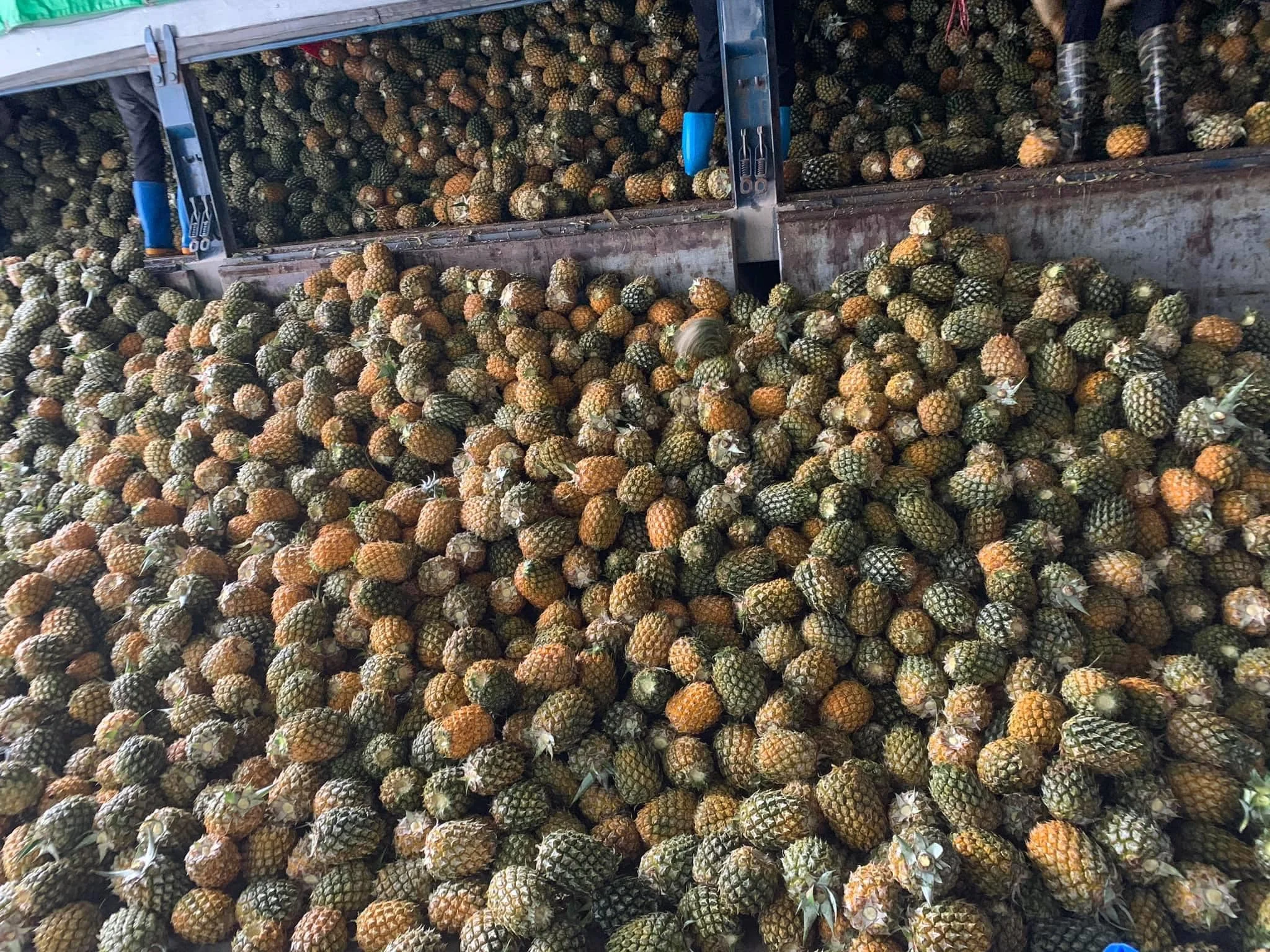 Vietnam Wholesale Nuts Dried Young Betel Nuts For Candy Areca Catechu ...