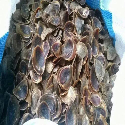 Vietnam Operculum Murex Sea Beach / Quality Murex And Shell Operculum ...