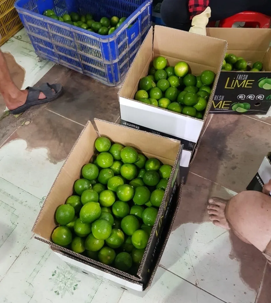 SEEDLESS FRESH LEMON GREEN LIME NATURAL VIETNAM SUPPLIER WITH EXPORT ...