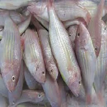 Frozen Threadfin Bream Fish Frozen Red Sea Bream Fish - Buy Frozen ...
