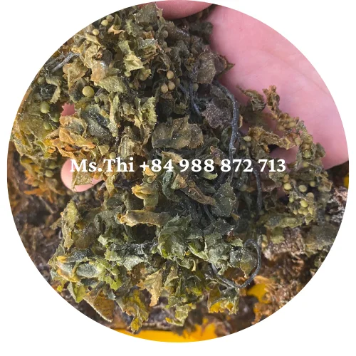 BULK EXPORT DRIED SARGASSUM SEAWEED/ SEAWEED SARGASSUM HIGH QUALITY at ...