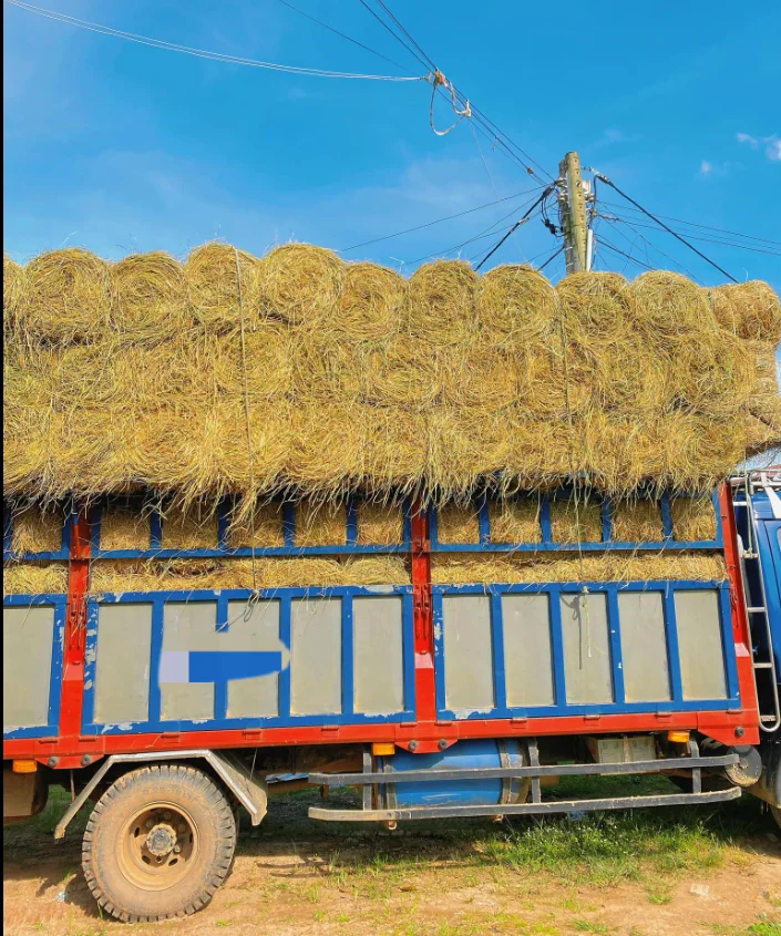 Wholesale Dried Raw Paddy Straw - Haverst Leftover Residue Paddy Rice ...