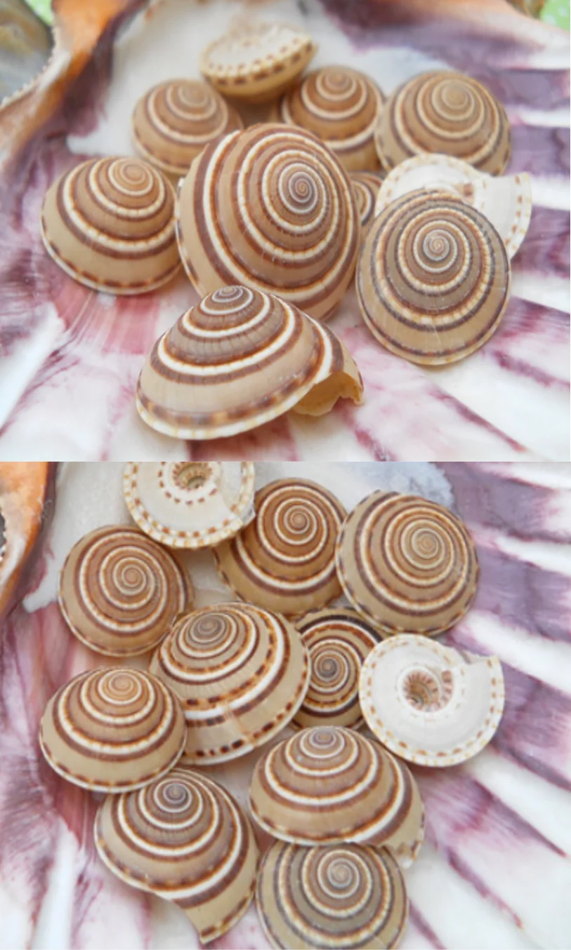 Natural Trumpet Triton Shell - Perfect for Home Decoration