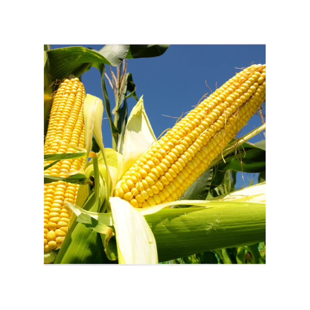 Wholesale Yellow Corn/ Yellow Corn For Human Consumption Non Gmo Yellow ...