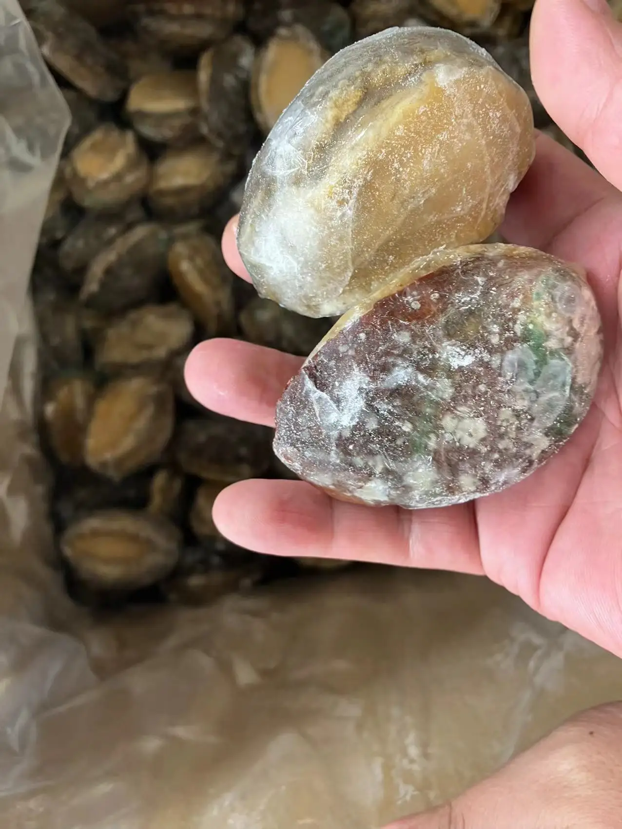 Competitive Frozen Abalone Shell-on IQF Boiled Abalone Meat Chinese ...