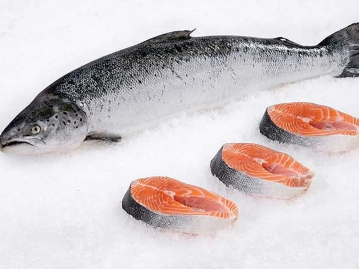 High Quality Fresh Frozen Salmon Fillets Well Cleaned At Cheap ...