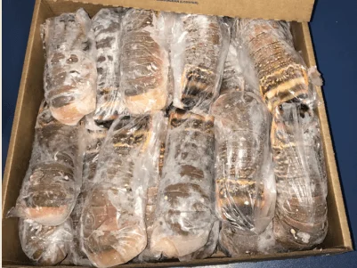 Wholesale Frozen Lobster Frozen Lobster Tails Fresh Live Lobster Frozen ...