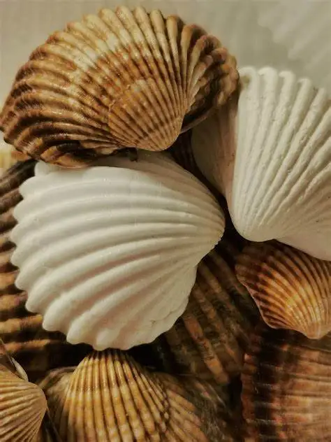 Raw Material for Craft // Scallop Shells Large VN Washed // White ...