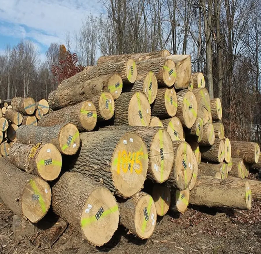 High Quality Acacia/ Maple/ Oak Logs For Stave Wood,35+ Cm - Buy Maple ...