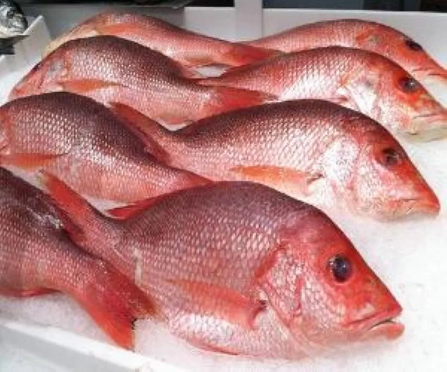 100% SEAFOOD FISH FROZEN RED SNAPPER/ Tilapia FISH Black SNAPPER Fish ...
