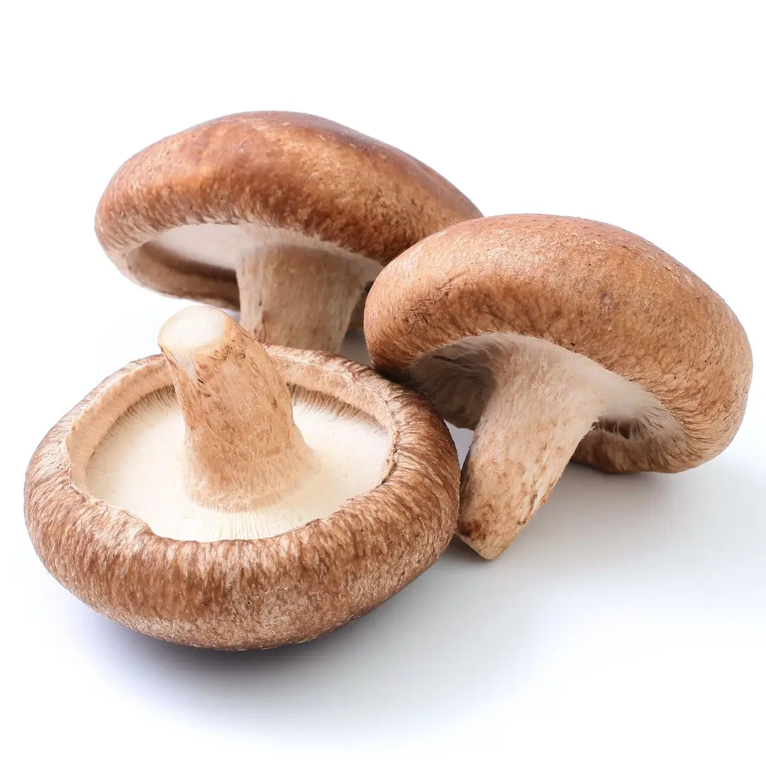 Dried Shiiitake Mushroom No Preservatives High Quality - Buy High ...