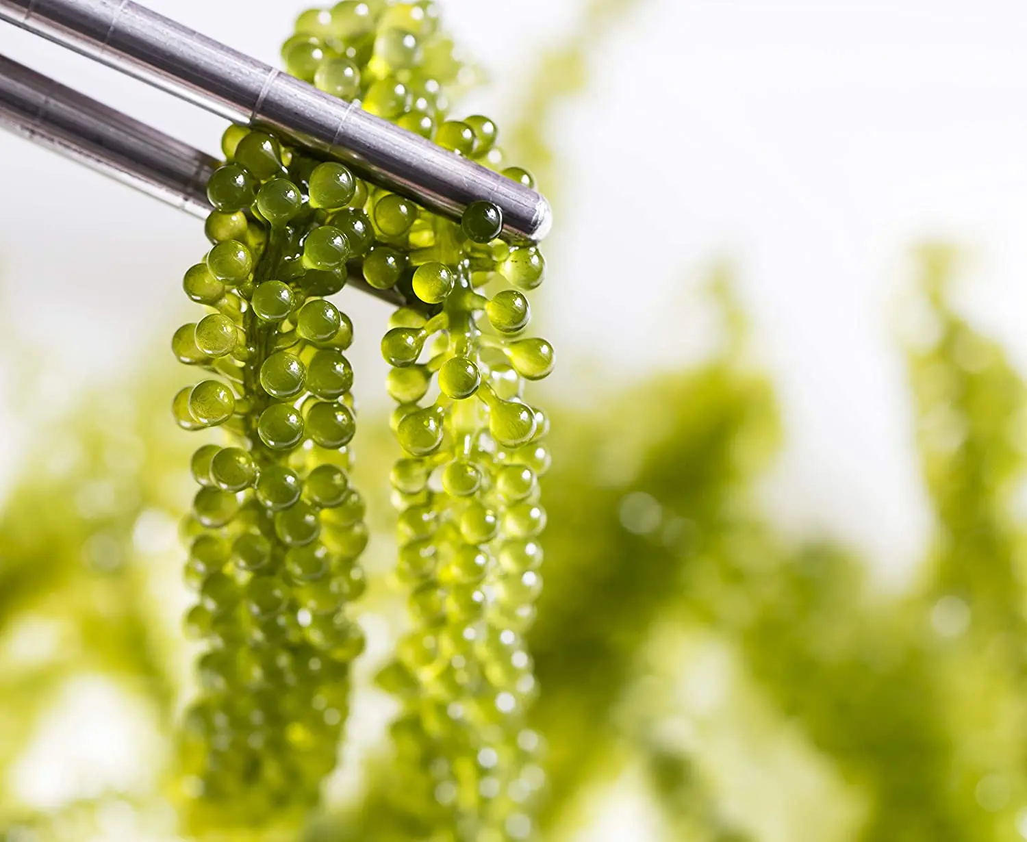 Best Seller - Sea Grapes From Vietnam With High Quality // Ms. Dora ...