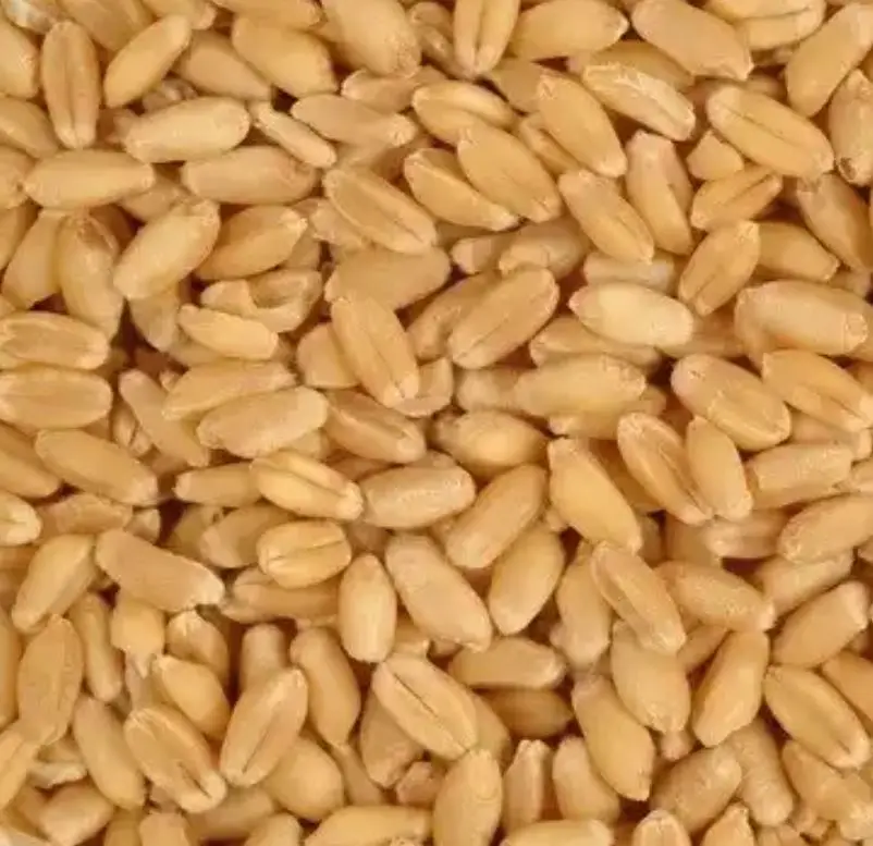 Cheap Price Wheat Grain Soft Milling Wheat Wholesale Wheat Best Quality ...