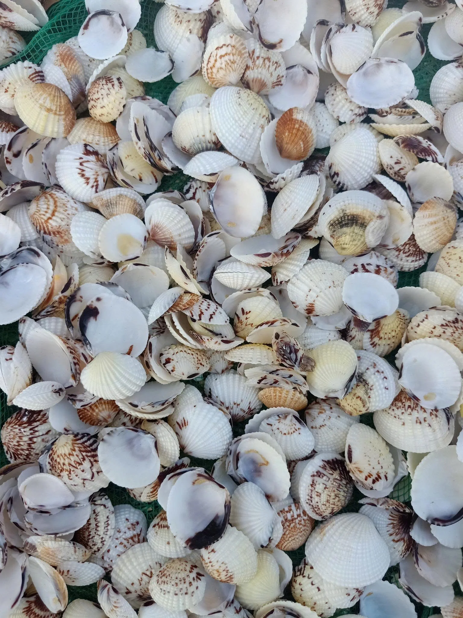 Decorative scallop shells with natural texture for craft shops ...