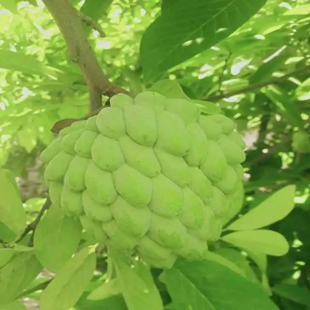 All Sizes Custard Apple - Buy Delicious Apples,Flavored Apple,Egyptian ...