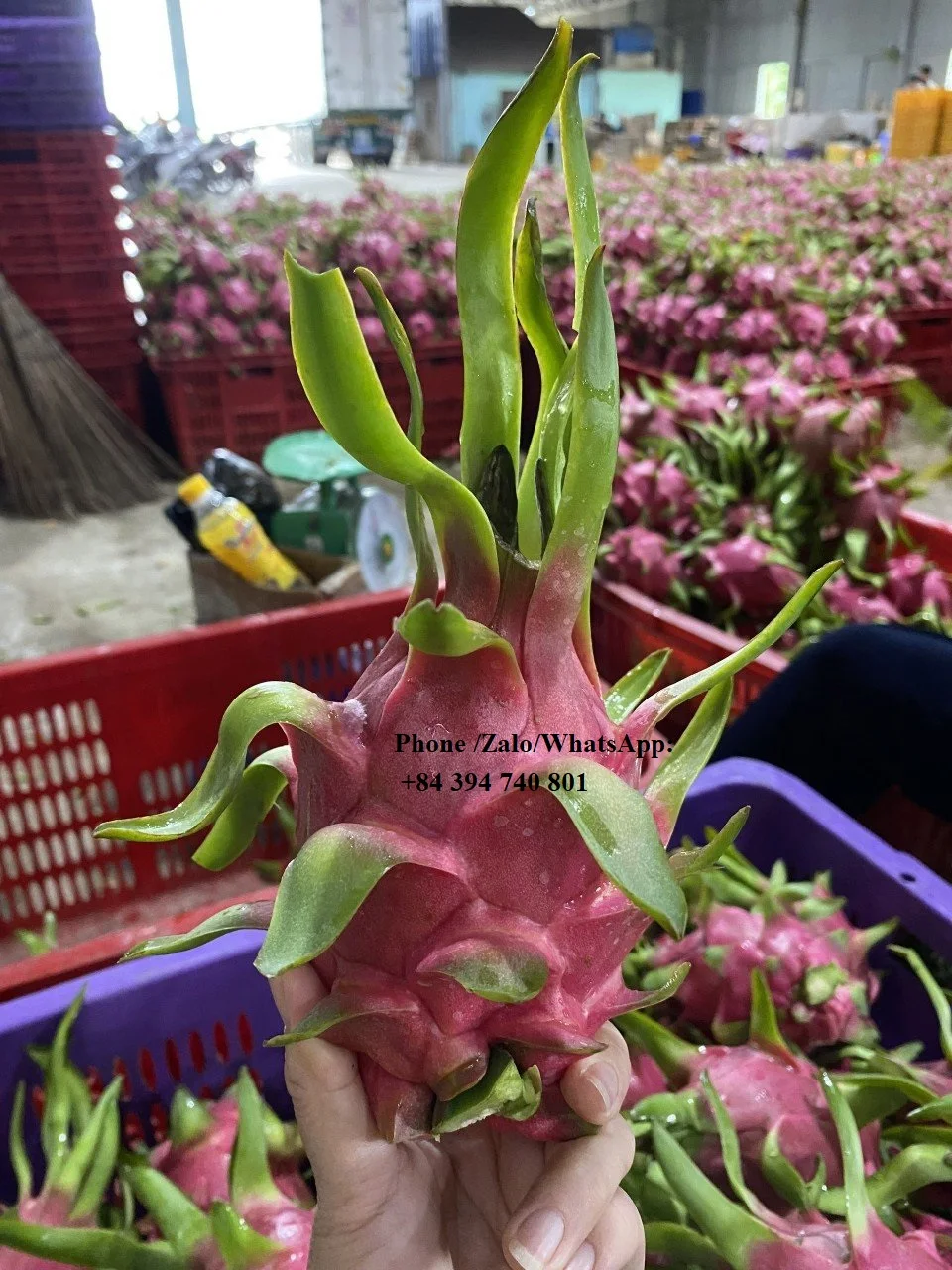 Fresh Dragon Fruit From Vietnamese Supplier Dragon Fruit Vietnam with ...