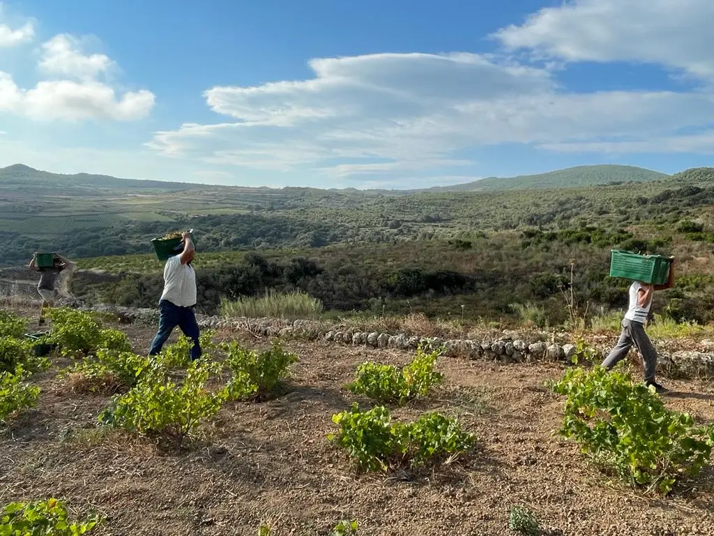 New Sun Italian Orange Wine Igt Organic Unfiltered Skin Contact Zibbibo ...