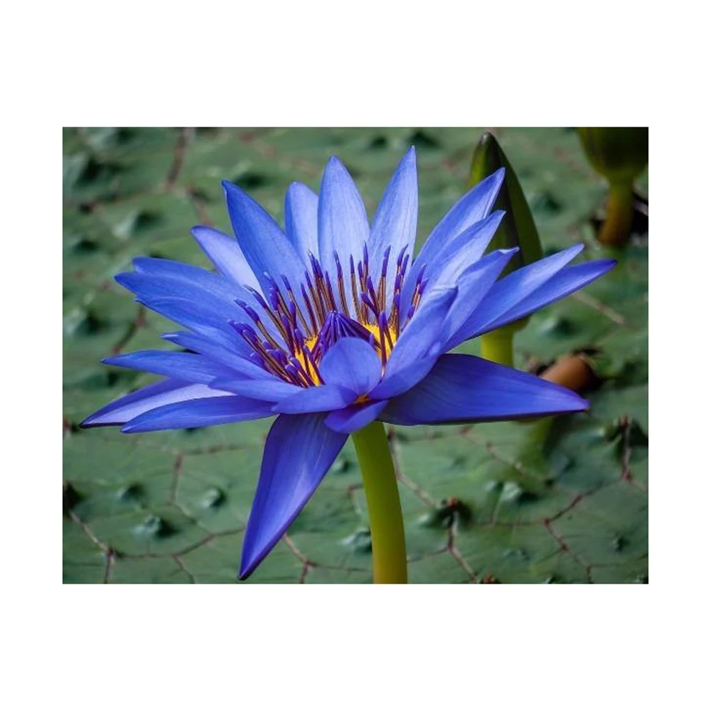 New Harvest Natural Premium Blue Lotus Petals Dried Blue Lotus Flower ...